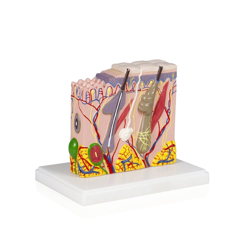 Parco Scientific PB00139 Human Skin Model from Scalp Section - Everymarket