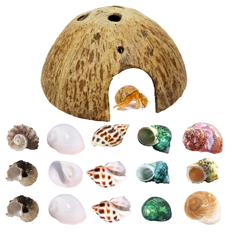 Hermit Crab Shell Growth Seashells 15 PCS (7 Types) Natural Coconut ...