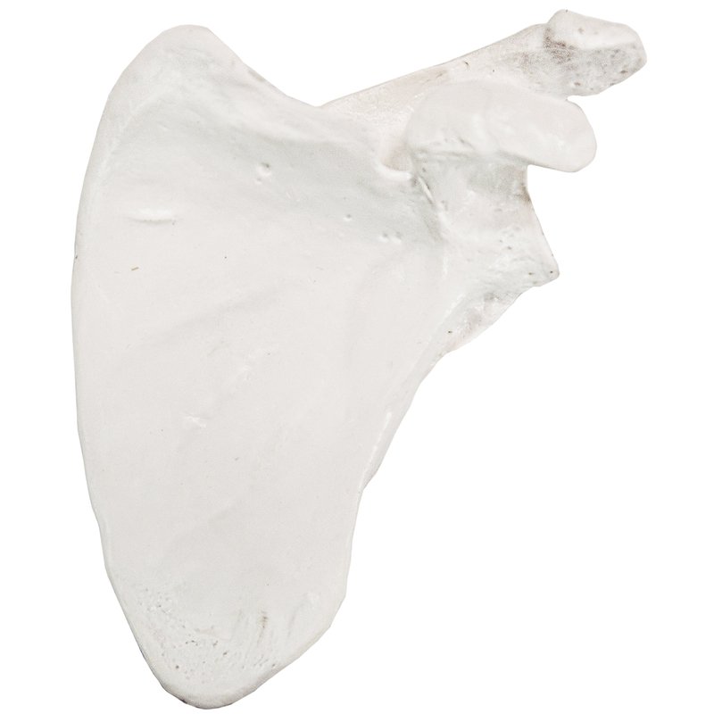 Axis Scientific Shoulder Anatomy Model of Left Scapula Bone | Shoulder ...