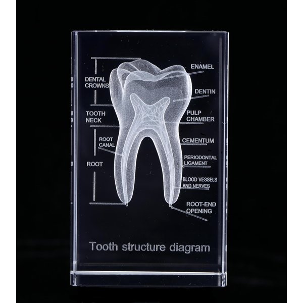 3D Crystal Tooth Anatomy Model, Dental Education Display with Structure ...
