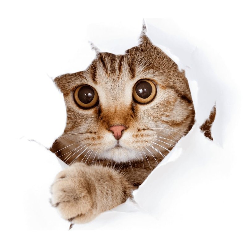 cat Peeking Circle Sticker,Cute Cat Decal Sticker,StickersGraphic ...
