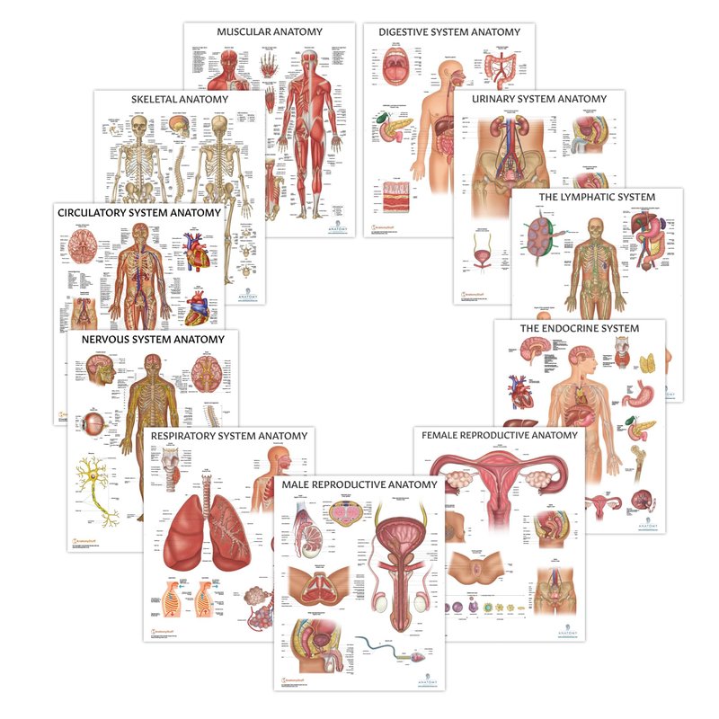 Anatomy Lab Human Body Systems Anatomy Poster Collection- 11 PACK ...