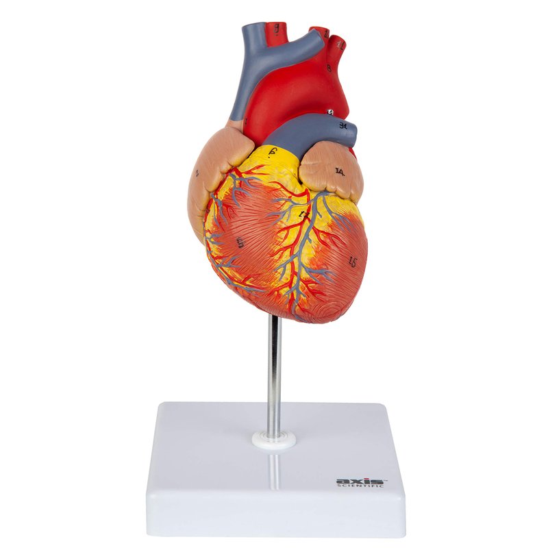 Axis Scientific Heart Model, 2-Part Deluxe Life Size, 34 Anatomically ...
