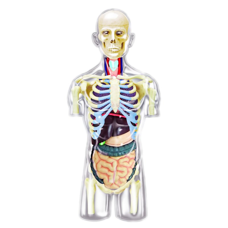 4D Master Transparent Human Anatomy Torso Model Kit, One Color ...